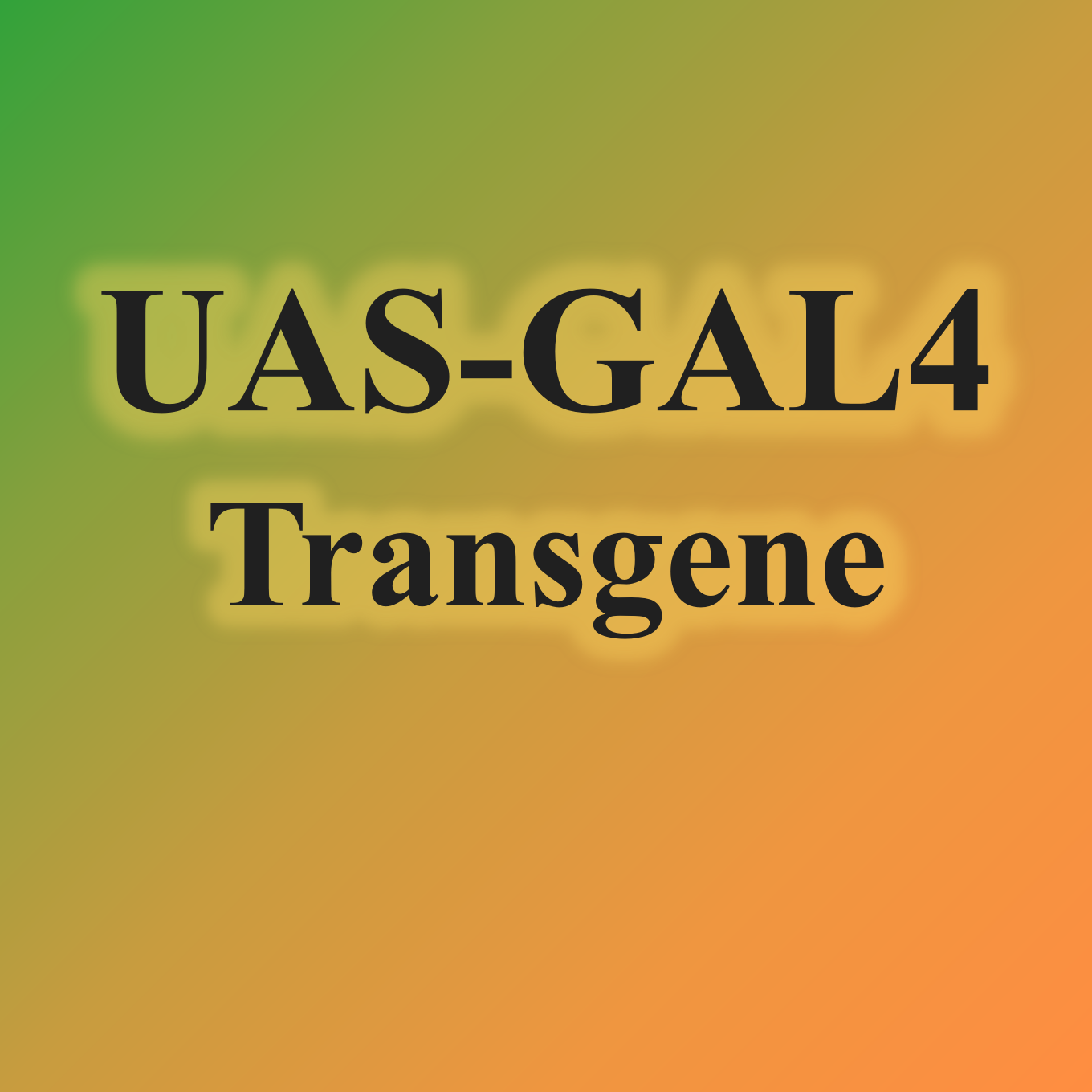 3.GAL4-UAS转基因 - 芳景生物