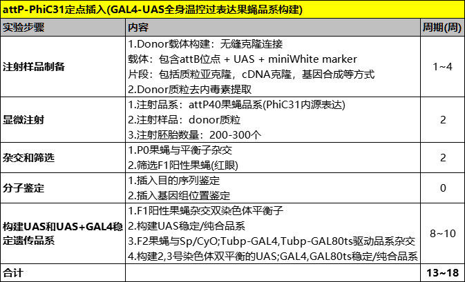 3.GAL4-UAS转基因 - 芳景生物