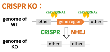 2.CRISPR KO - 芳景生物