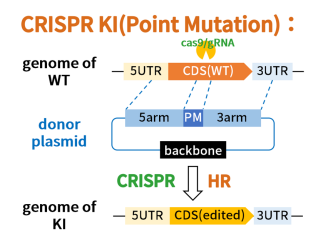 5.CRISPR KI(Point Mutation) - Fungene