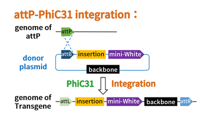 2.attP-PhiC31定点插入 - 芳景生物